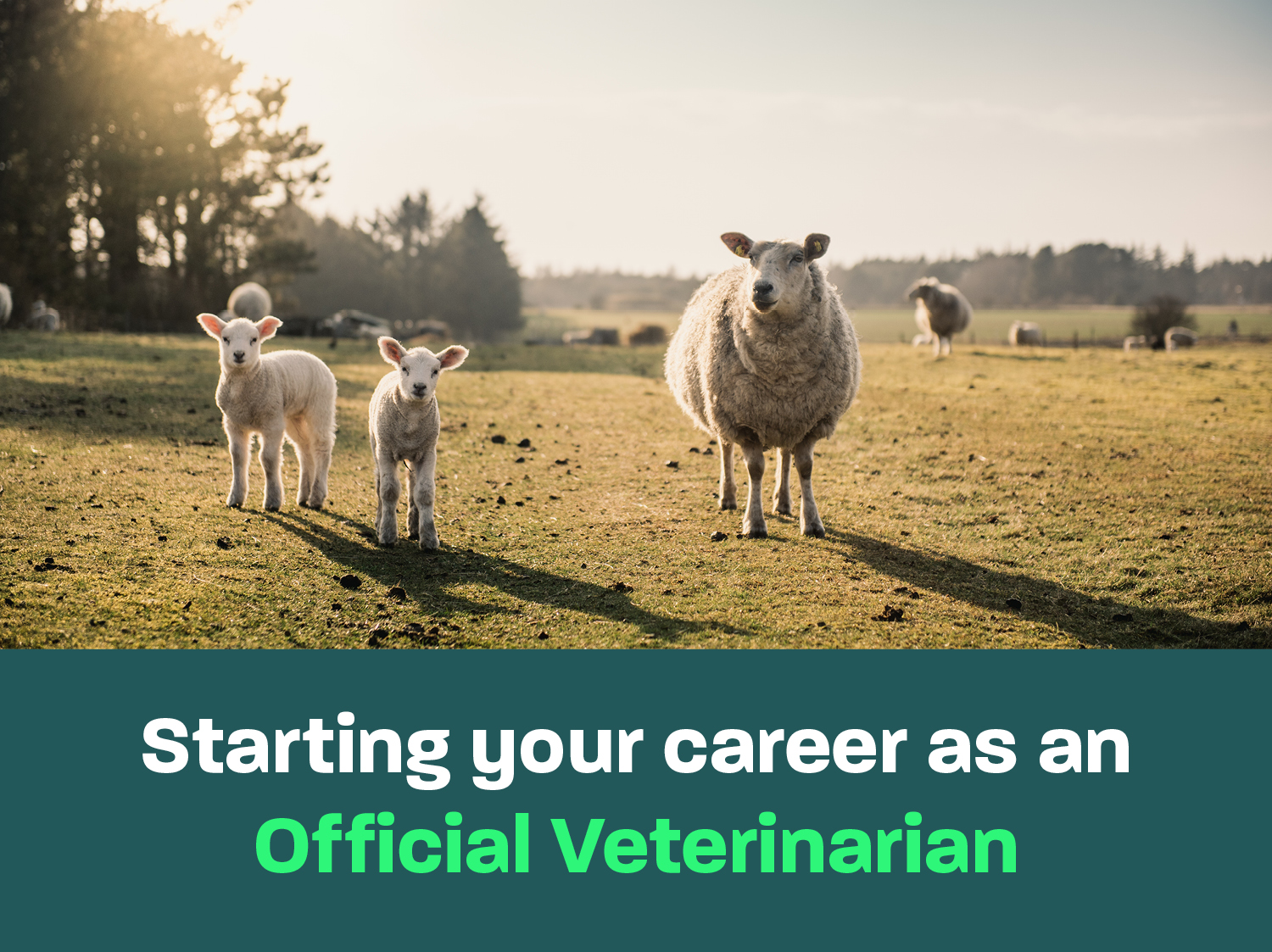 How to become an Official Veterinarian: A guide for those starting a ...