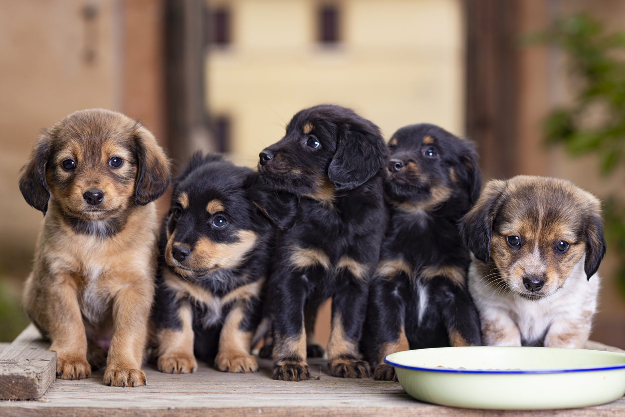 Animal Feed Inspections - E&J