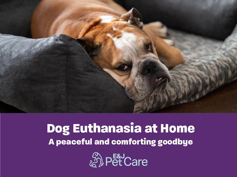 Dog Euthanasia at Home: A peaceful and comforting goodbye - E&J